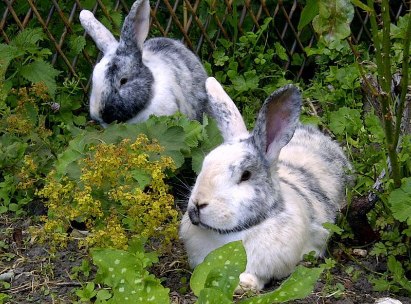 PREMATURE DEATH in Rabbits - causes and prevention : CottonTails Rabbit ...
