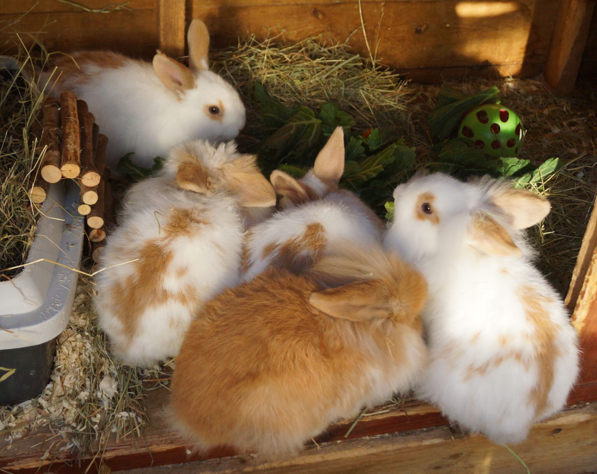 SEXING YOUR RABBIT - a simple guide to getting it right : CottonTails ...