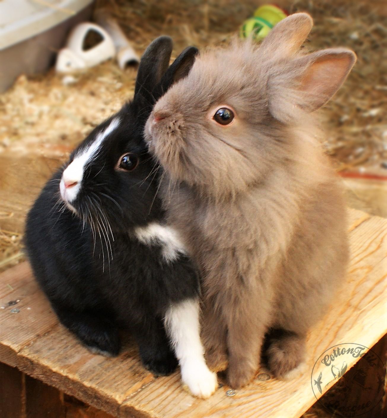 BONDING Bunnies - how to match your rabbit : CottonTails Rabbit ...