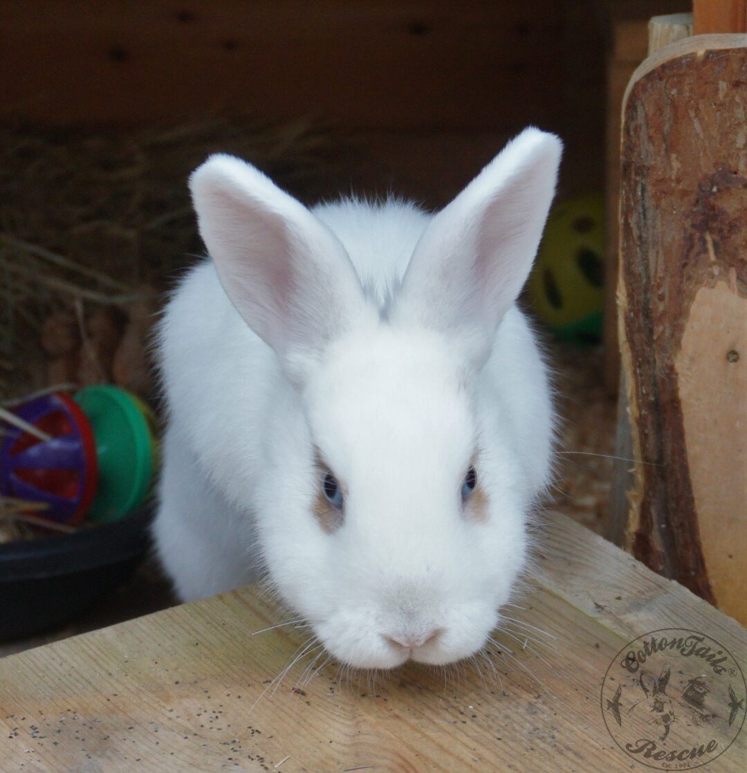 AGGRESSIVE Rabbits, how to cope : CottonTails Rabbit & Guinea Pig Rescue